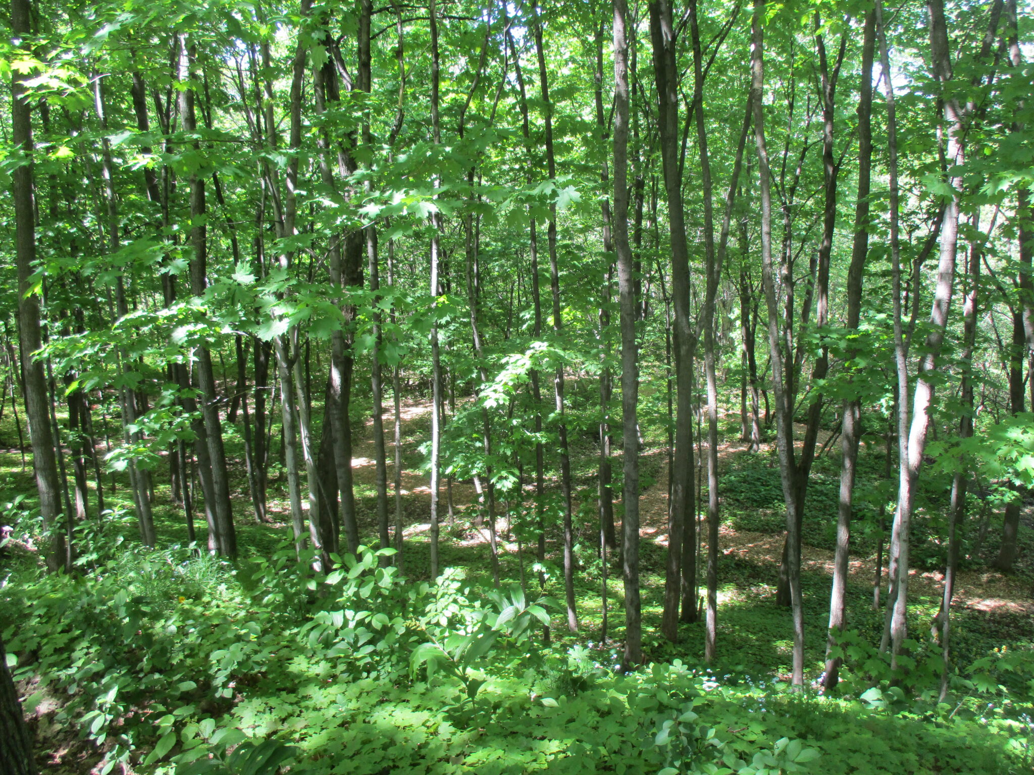 Un sentier de nature, de convivialité et de culture - Espace MUNI